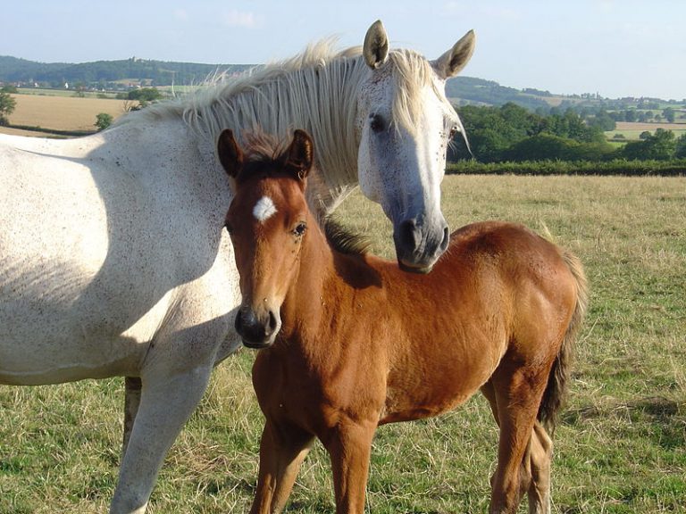 ADIAVET CEMO métrite équine